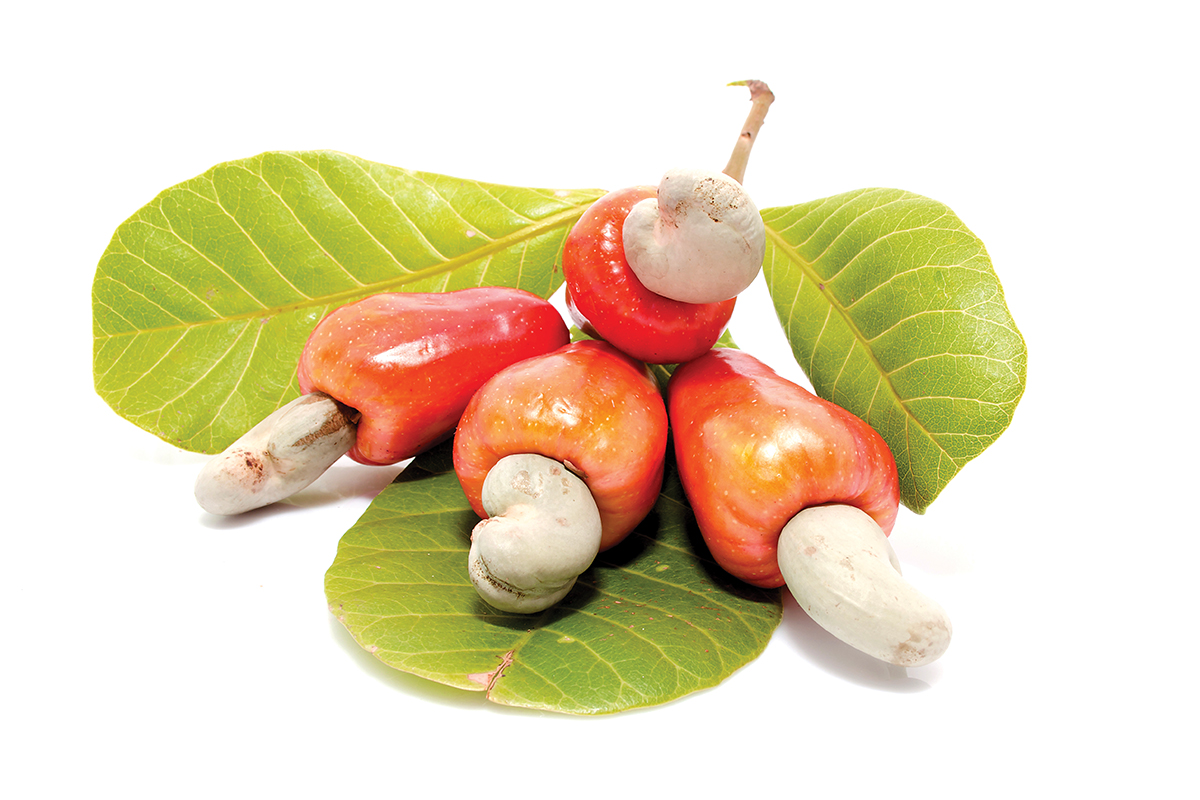 A Goan’s guide to Feni | in Focus By Marksmen Daily